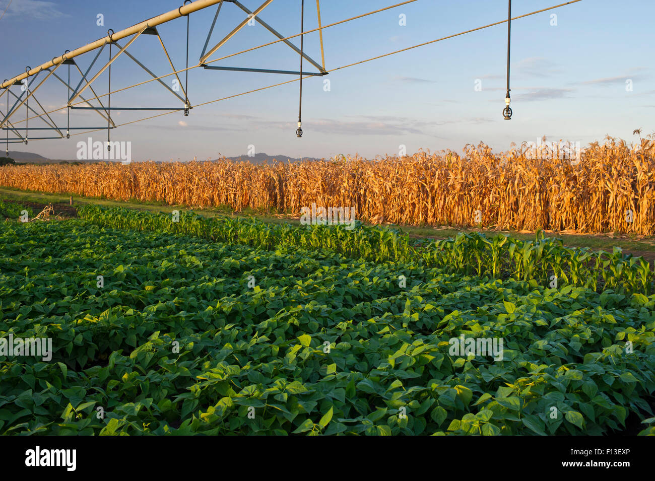 Maize legume field hi-res stock photography and images - Alamy