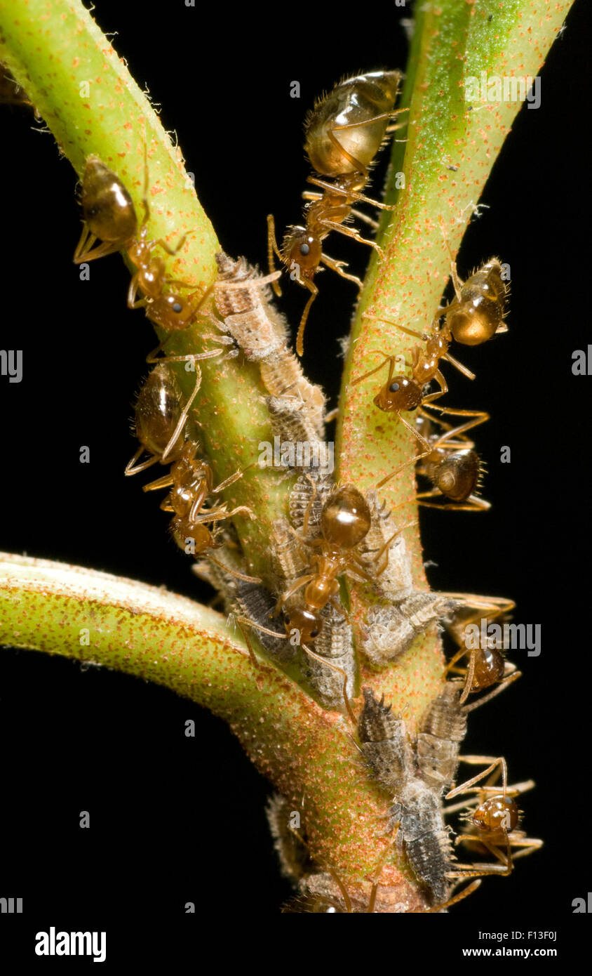 Winter Ants (Prenolepis imparis) tending nymphs of the Two-Marked ...