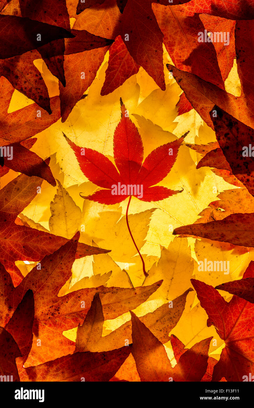 Backlit shapes hi-res stock photography and images - Alamy