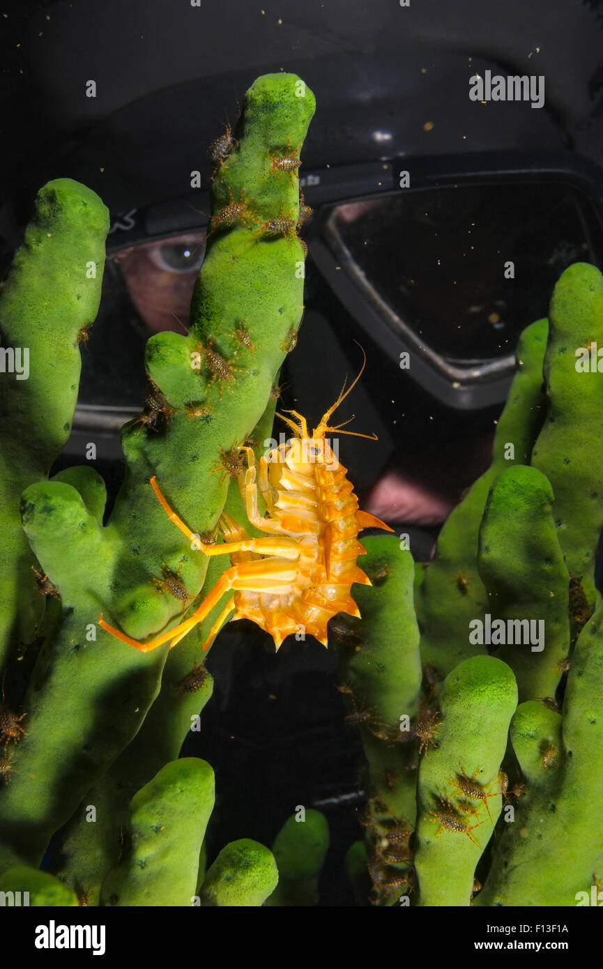 Diver examining Amphipod (Acanthogammarus maculosus) and Gammarids ...