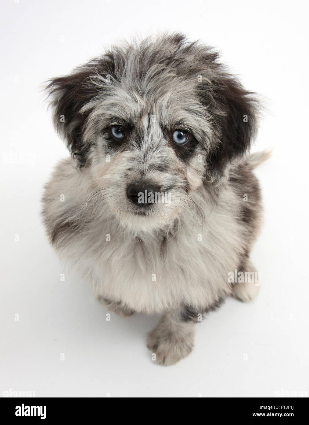 Blue merle Collie x Poodle 'Cadoodle' puppy looking up Stock Photo - Alamy