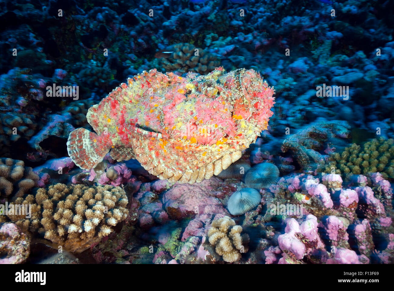 Stonefish fish coral reef underwater hi-res stock photography and ...