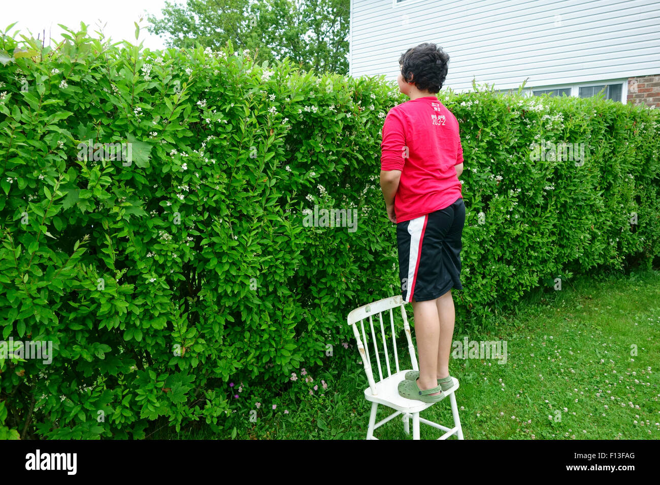 Over the hedge hi-res stock photography and images - Alamy