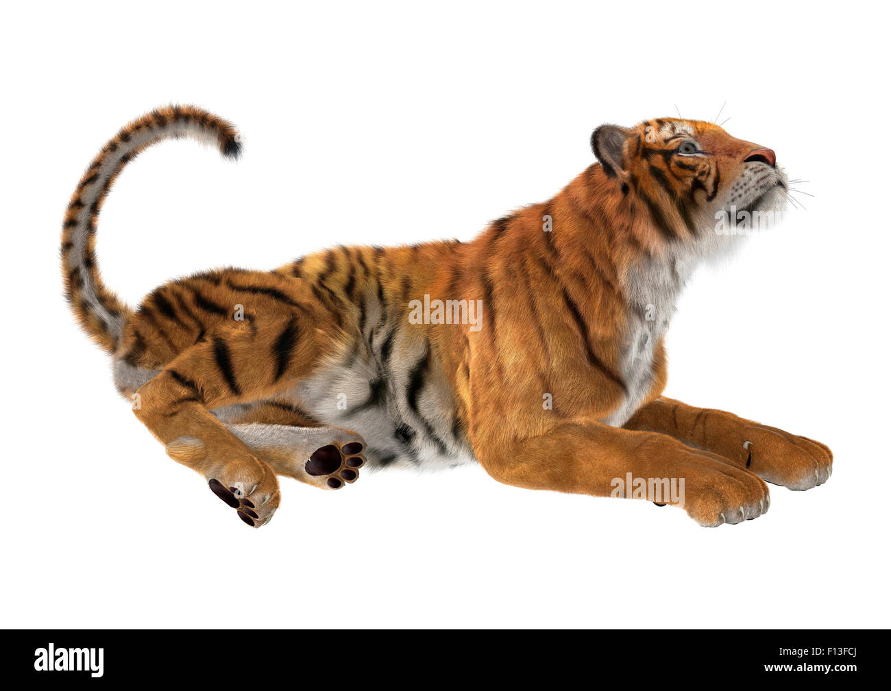 3D digital render of a tiger isolated on white background Stock Photo ...