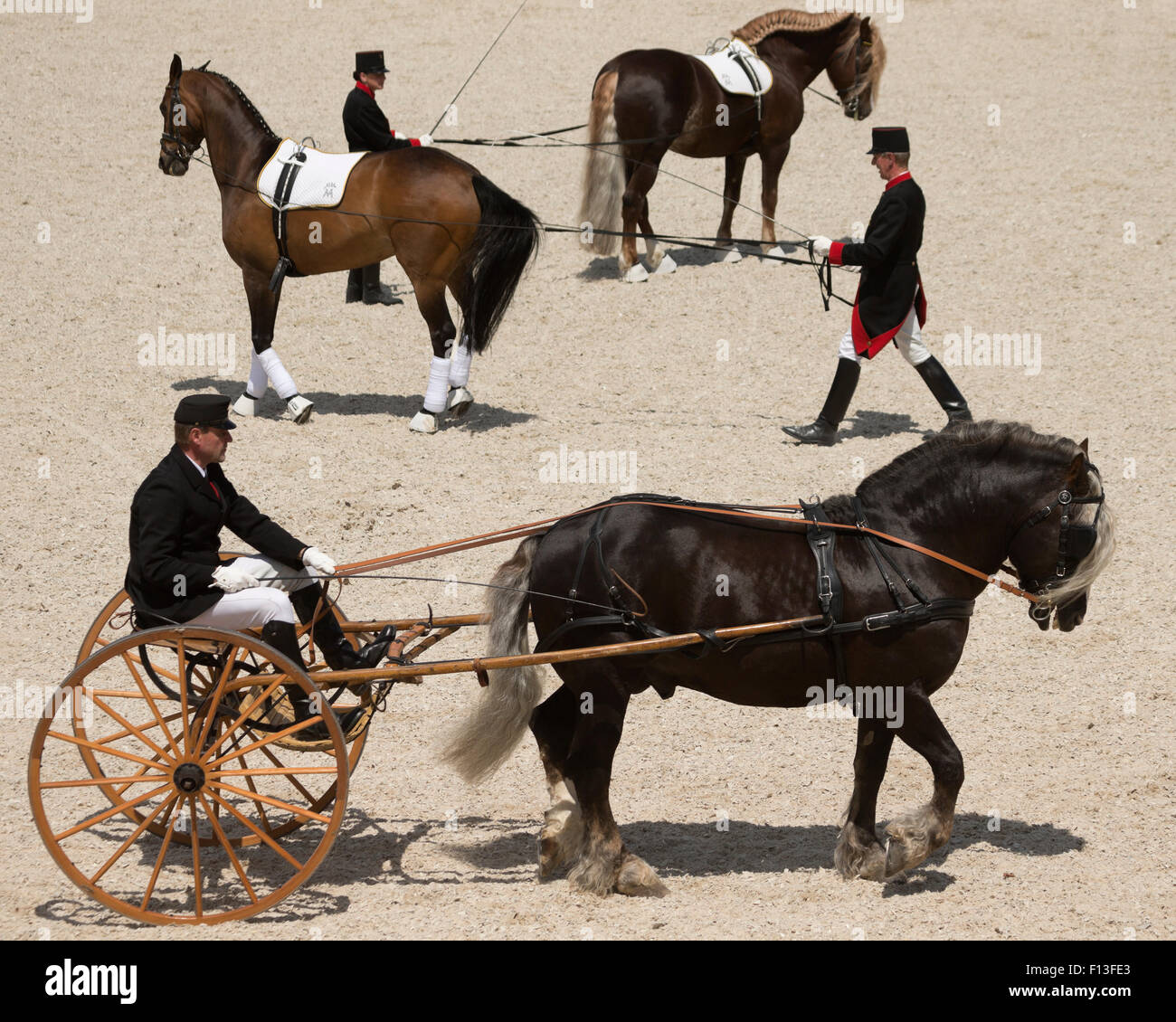 Marbach staff in traditional uniform drive a Black Forest stallion and ...