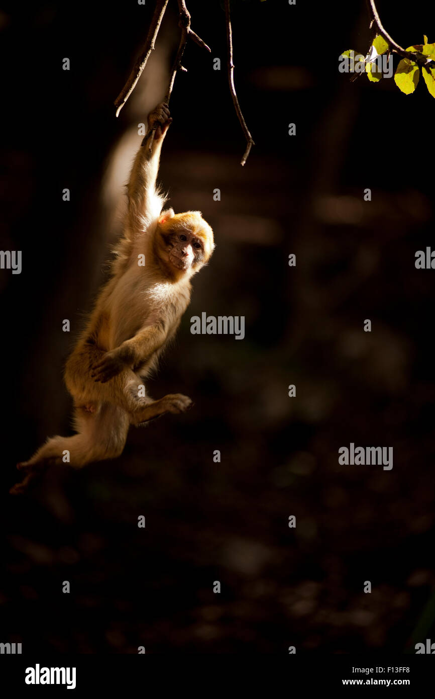 Monkey hanging from branch hi-res stock photography and images - Alamy