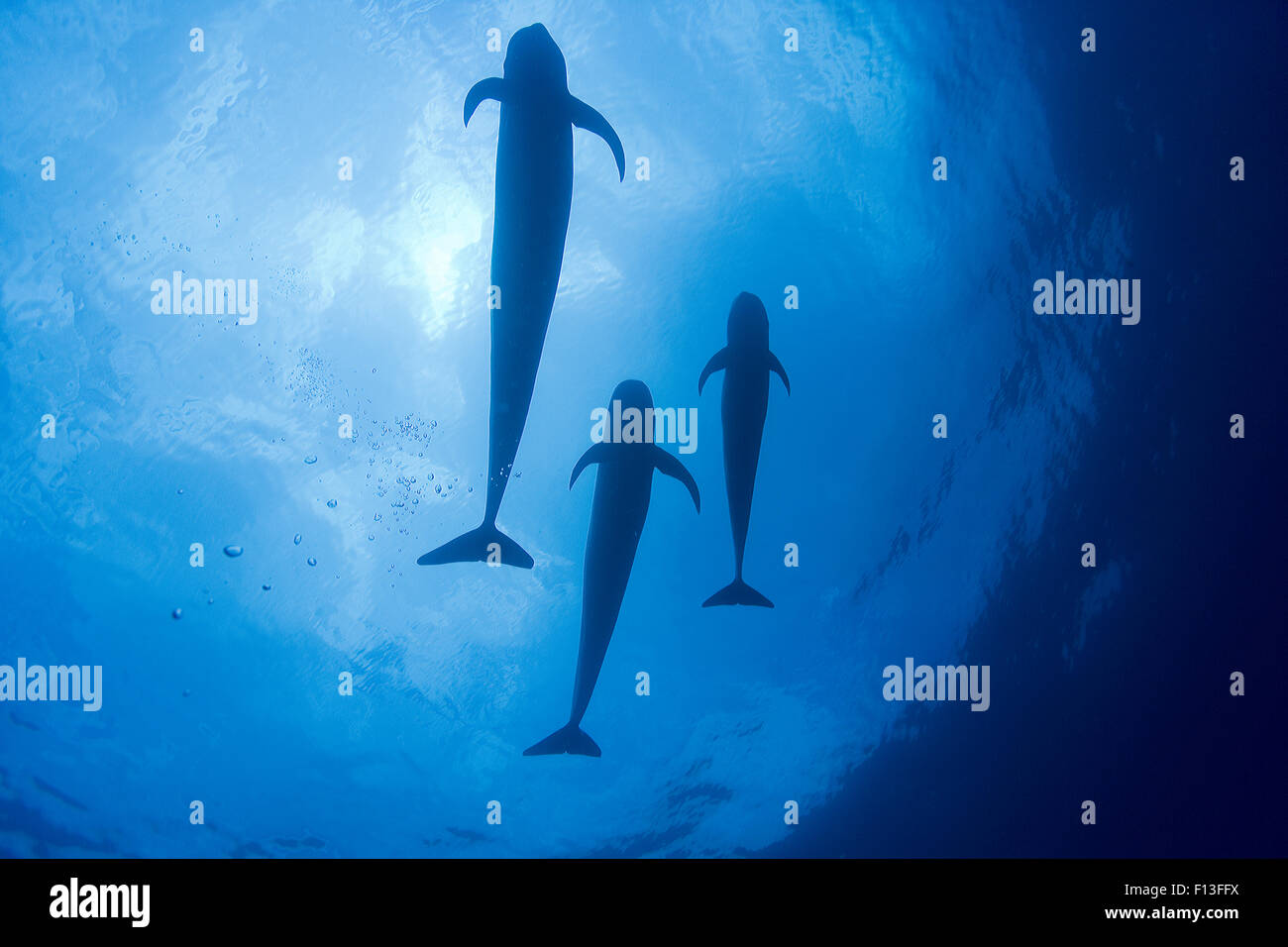 Three Short-finned pilot whales (Globicephala macrorhynchus) close to ...