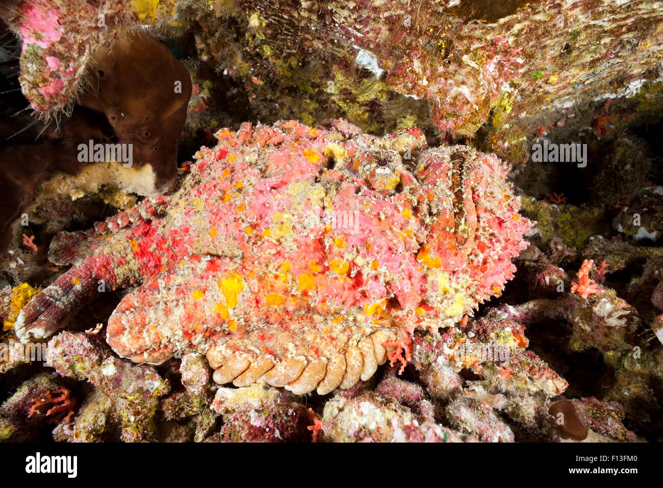 BIG STONEFISH WAITING QUIET UNDER A ROCK IN CORAL REEF GARDEN Stock ...