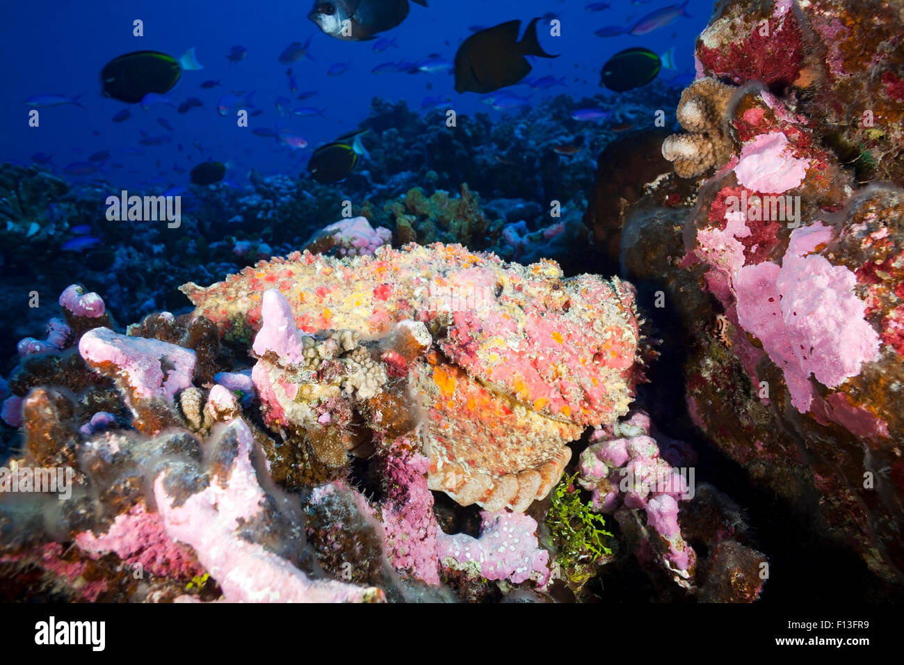 Stonefish fish coral reef underwater hi-res stock photography and ...