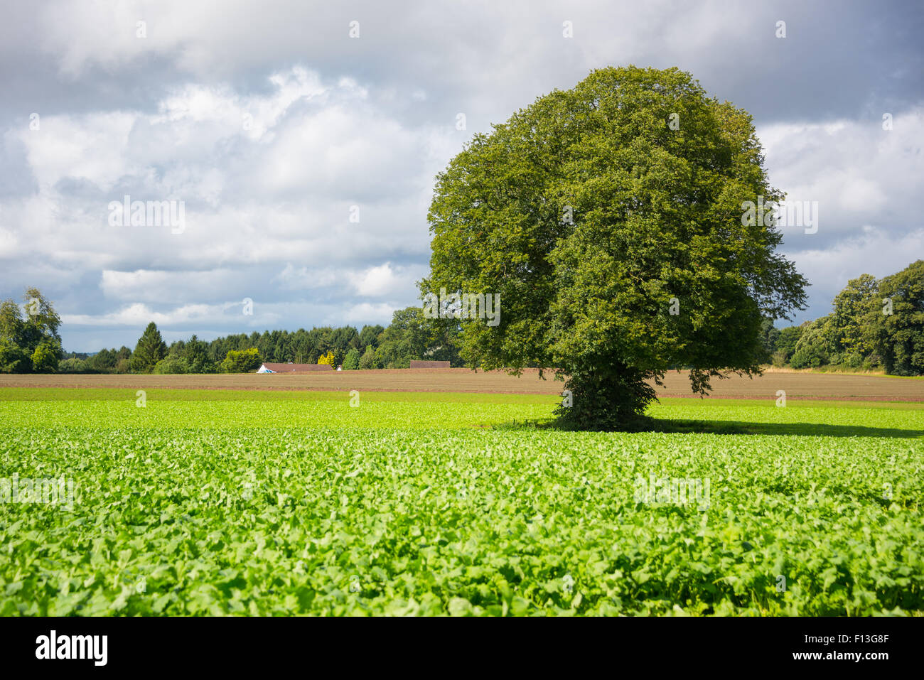 Crops in a Farmers field with a large single tree at Cosford near ...