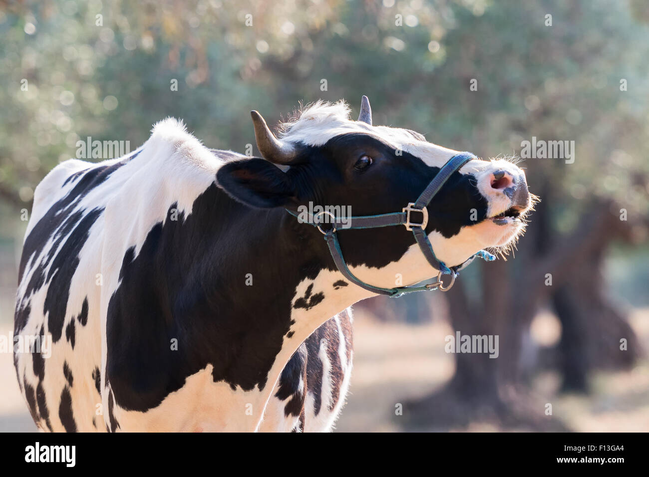 Mooing Cow