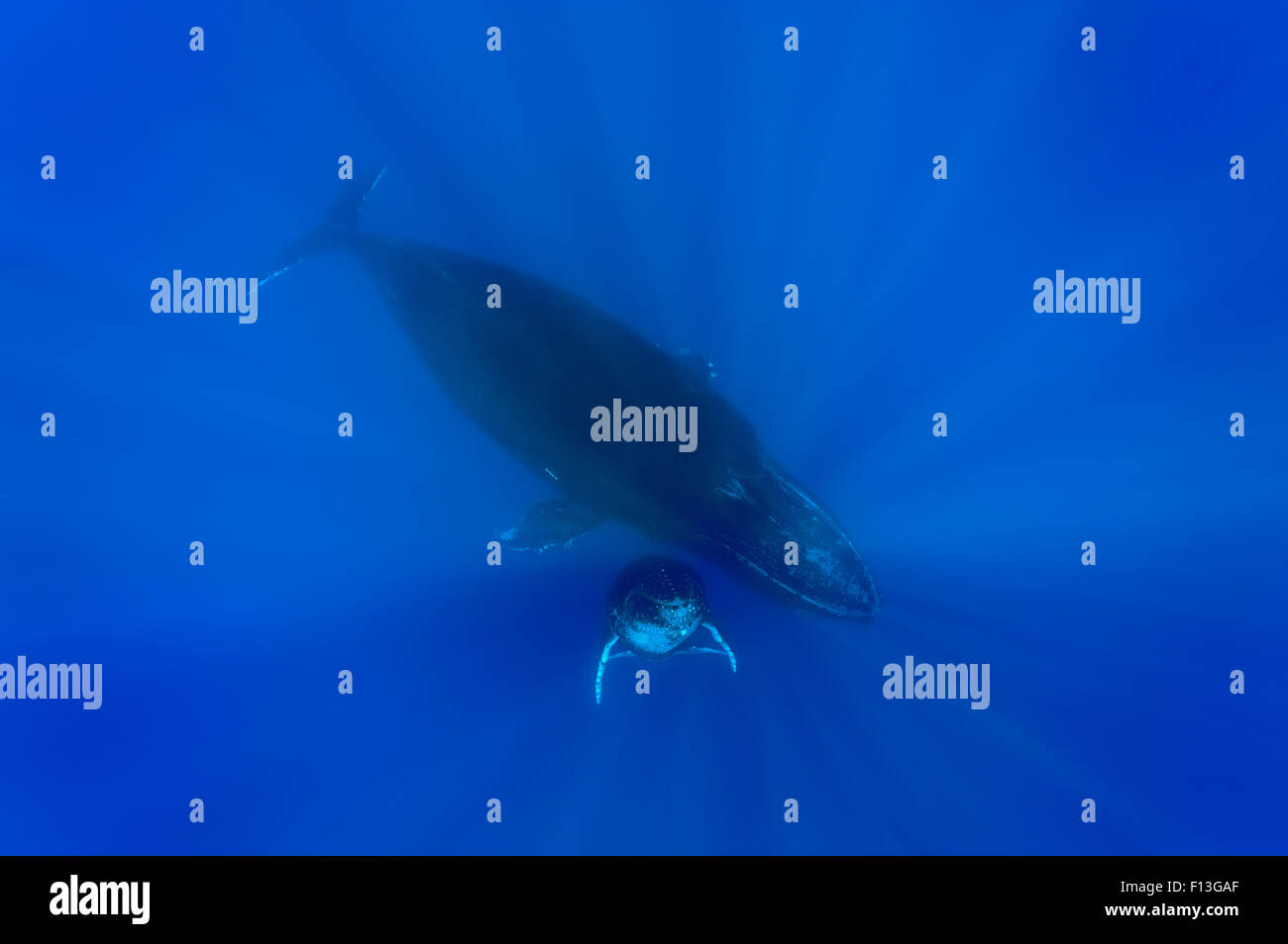 Female Humpback whale (Megaptera novaeangliae) with its calf in open ...