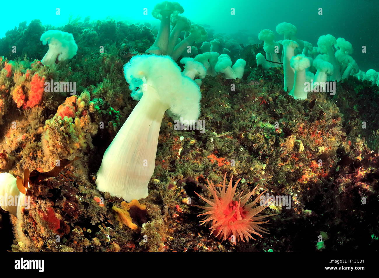 Field of Giant plumrose anemones (Metridium giganteum) with a Snakelock ...