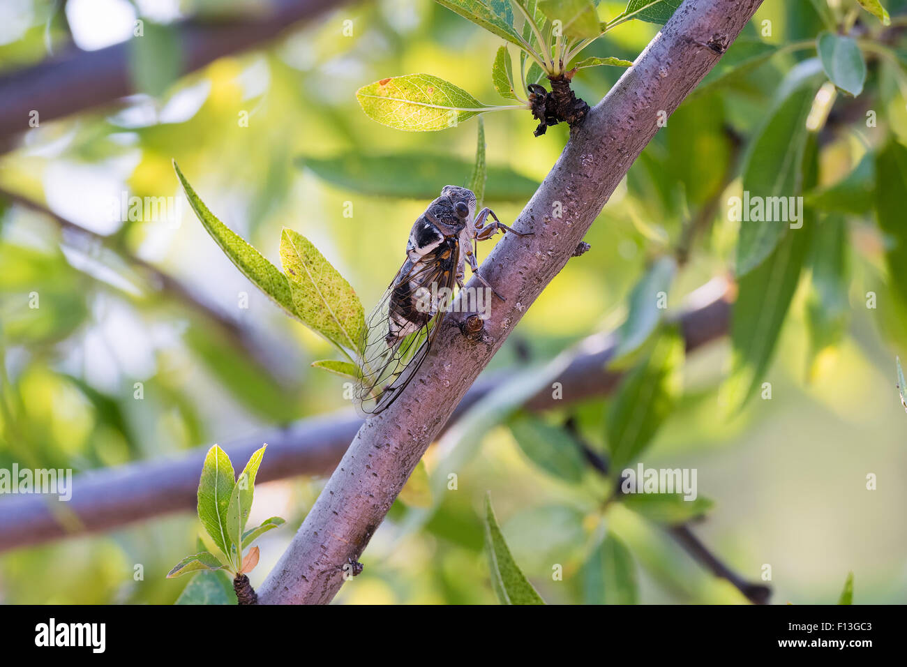Cicada hi-res stock photography and images - Alamy