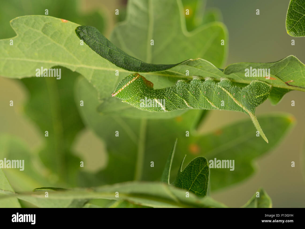 Oak Hawk-moth, Oak Hawkmoth, caterpillar, Eichenschwärmer, Raupe ...