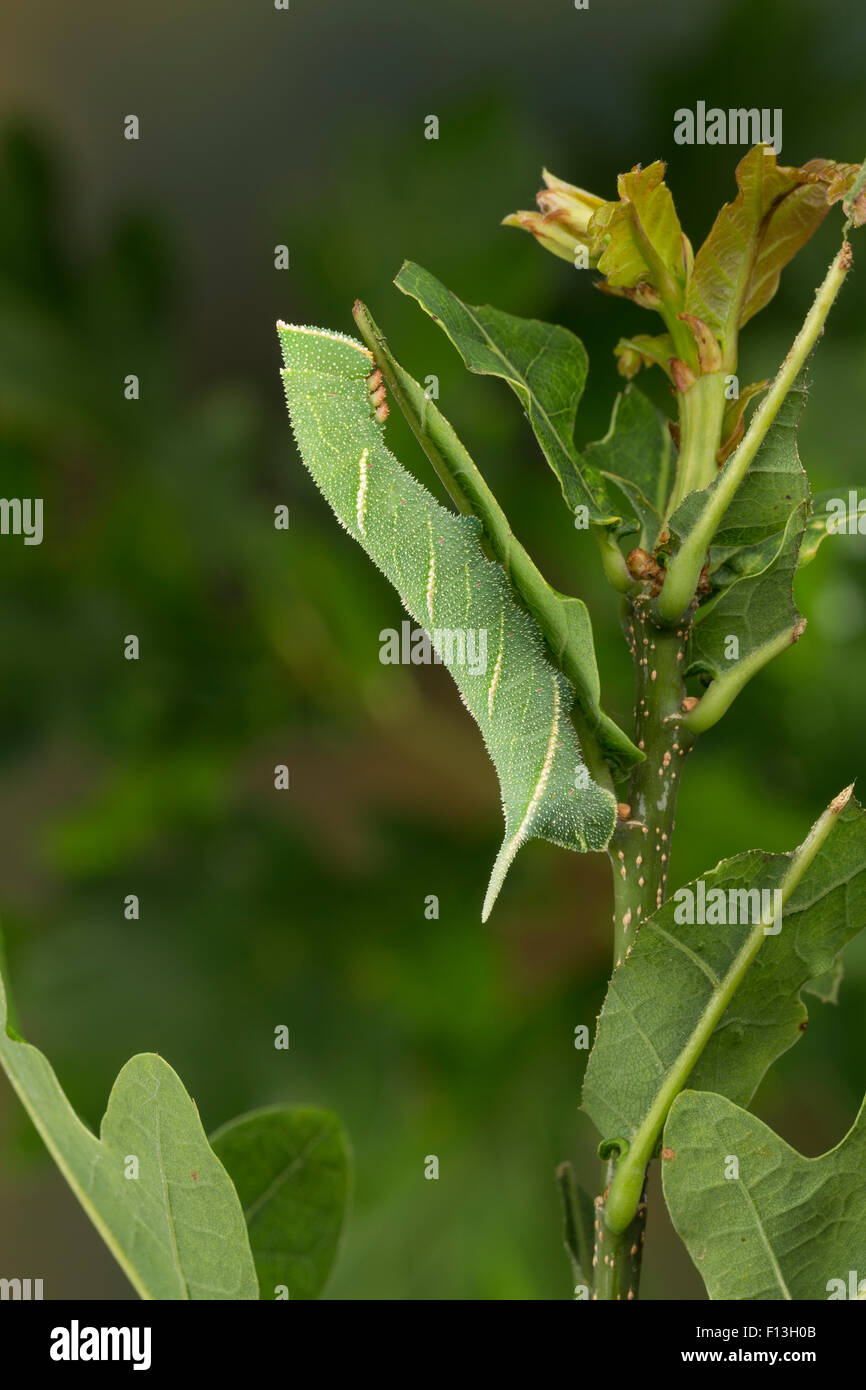 Oak Hawk-moth, Oak Hawkmoth, caterpillar, Eichenschwärmer, Raupe ...