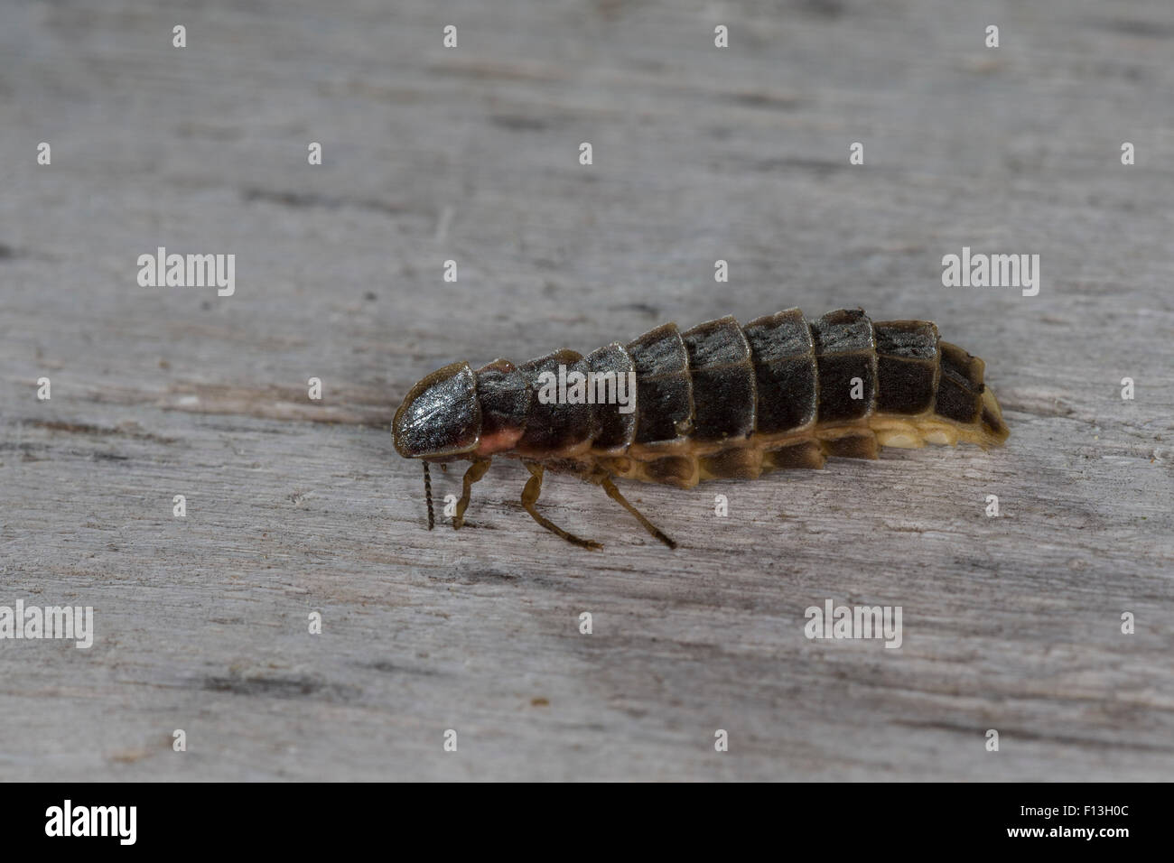 Great European glow-worm beetle, glowworm, firefly, female, Großer ...