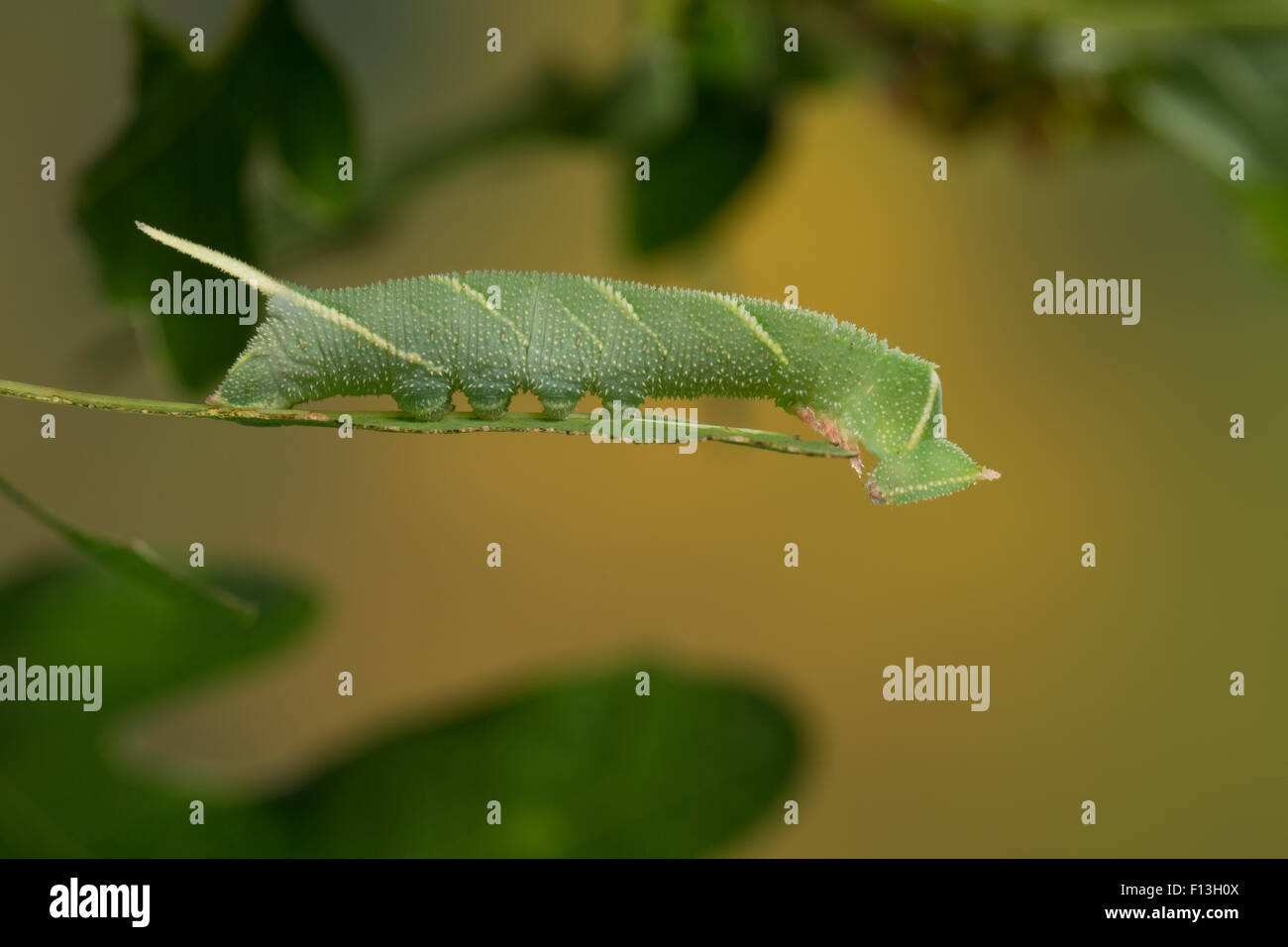 Oak Hawk-moth, Oak Hawkmoth, caterpillar, Eichenschwärmer, Raupe ...