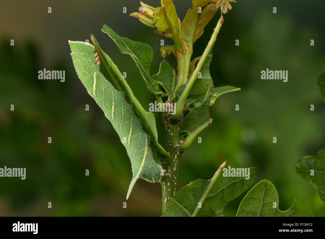 Oak Hawk-moth, Oak Hawkmoth, caterpillar, Eichenschwärmer, Raupe ...