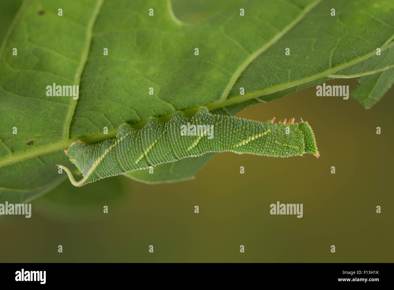 Oak Hawk-moth, Oak Hawkmoth, caterpillar, Eichenschwärmer, Raupe ...
