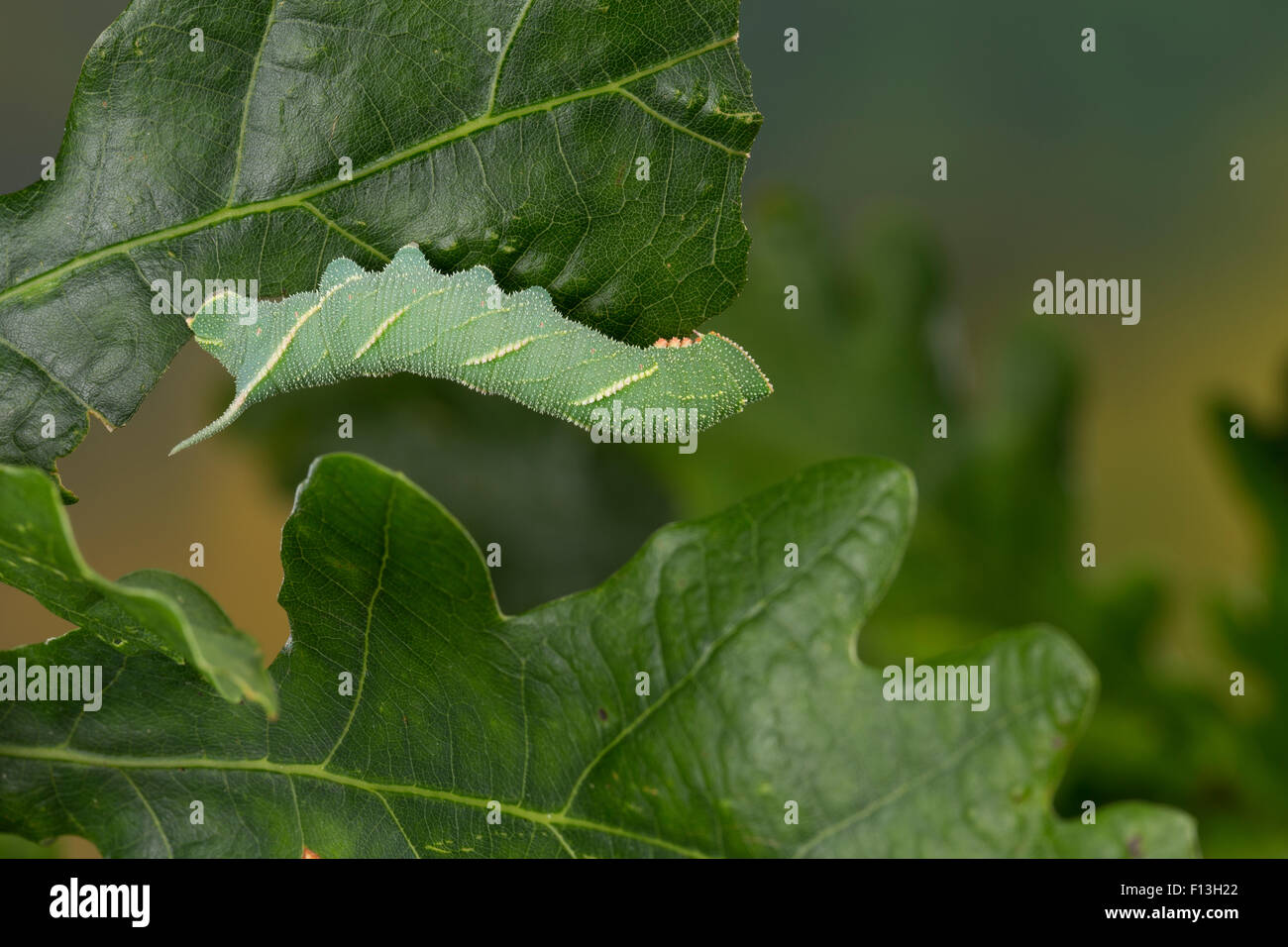 Oak Hawk-moth, Oak Hawkmoth, caterpillar, Eichenschwärmer, Raupe ...