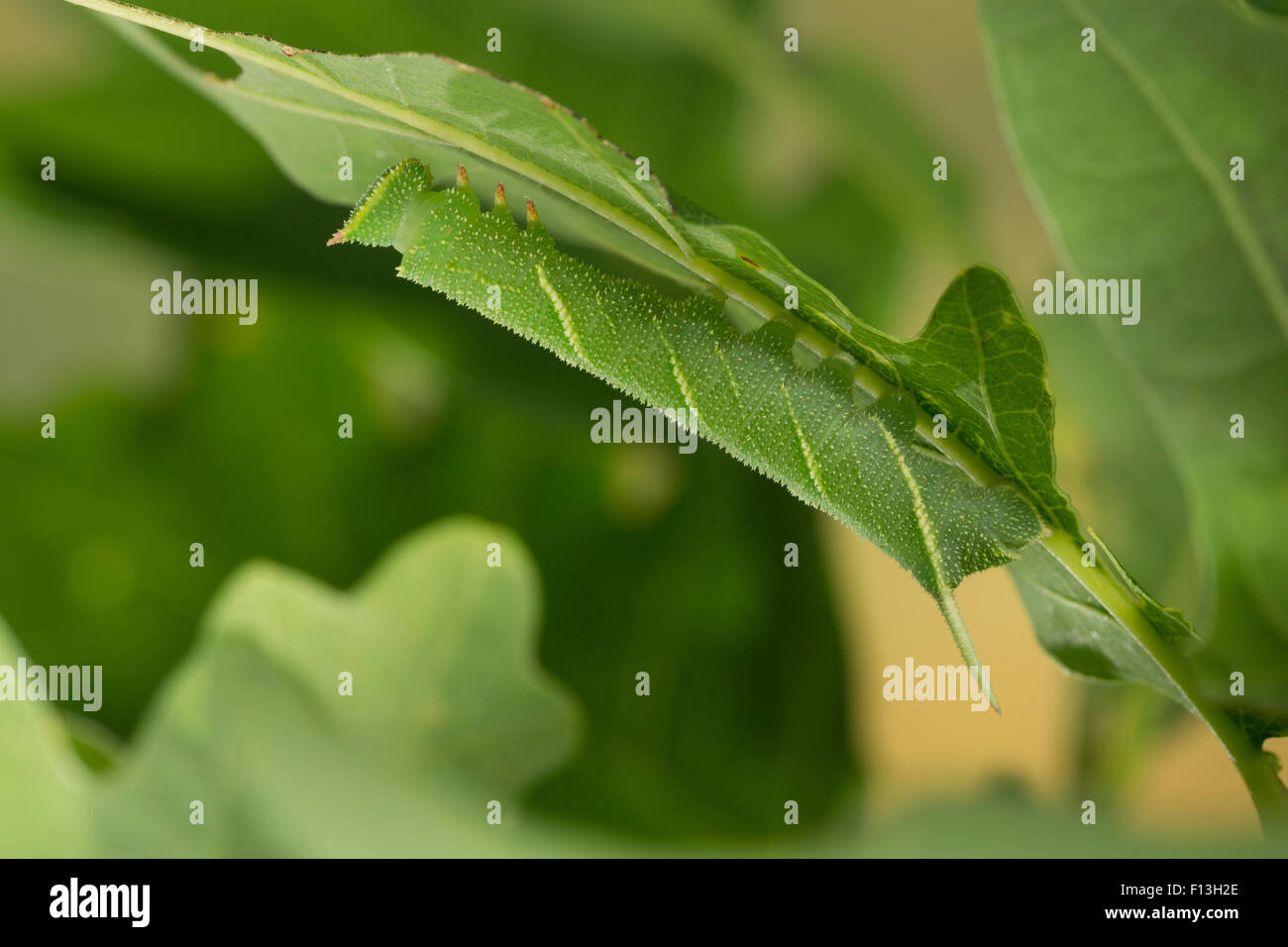 Oak Hawk-moth, Oak Hawkmoth, caterpillar, Eichenschwärmer, Raupe ...