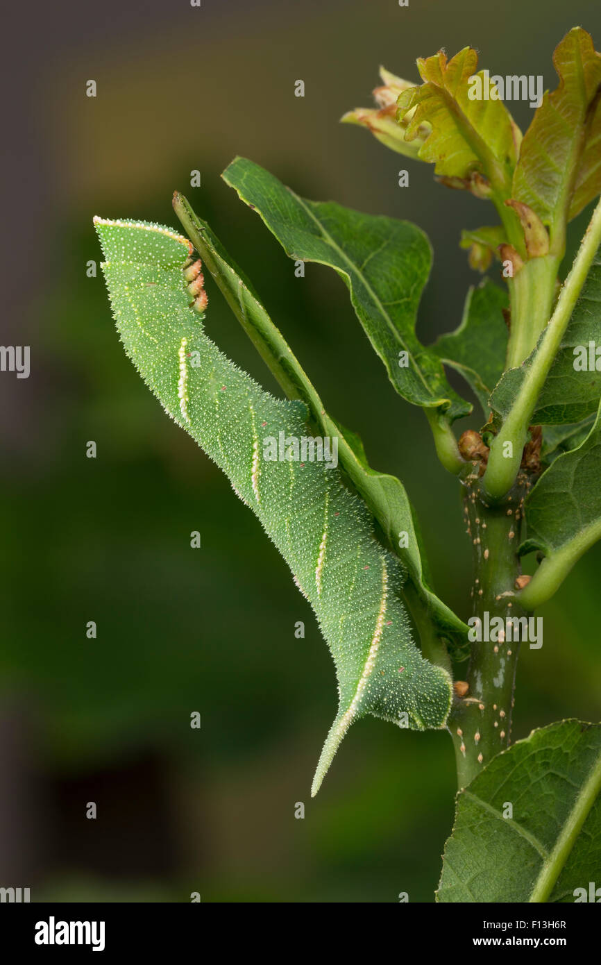 Oak Hawk-moth, Oak Hawkmoth, caterpillar, Eichenschwärmer, Raupe ...