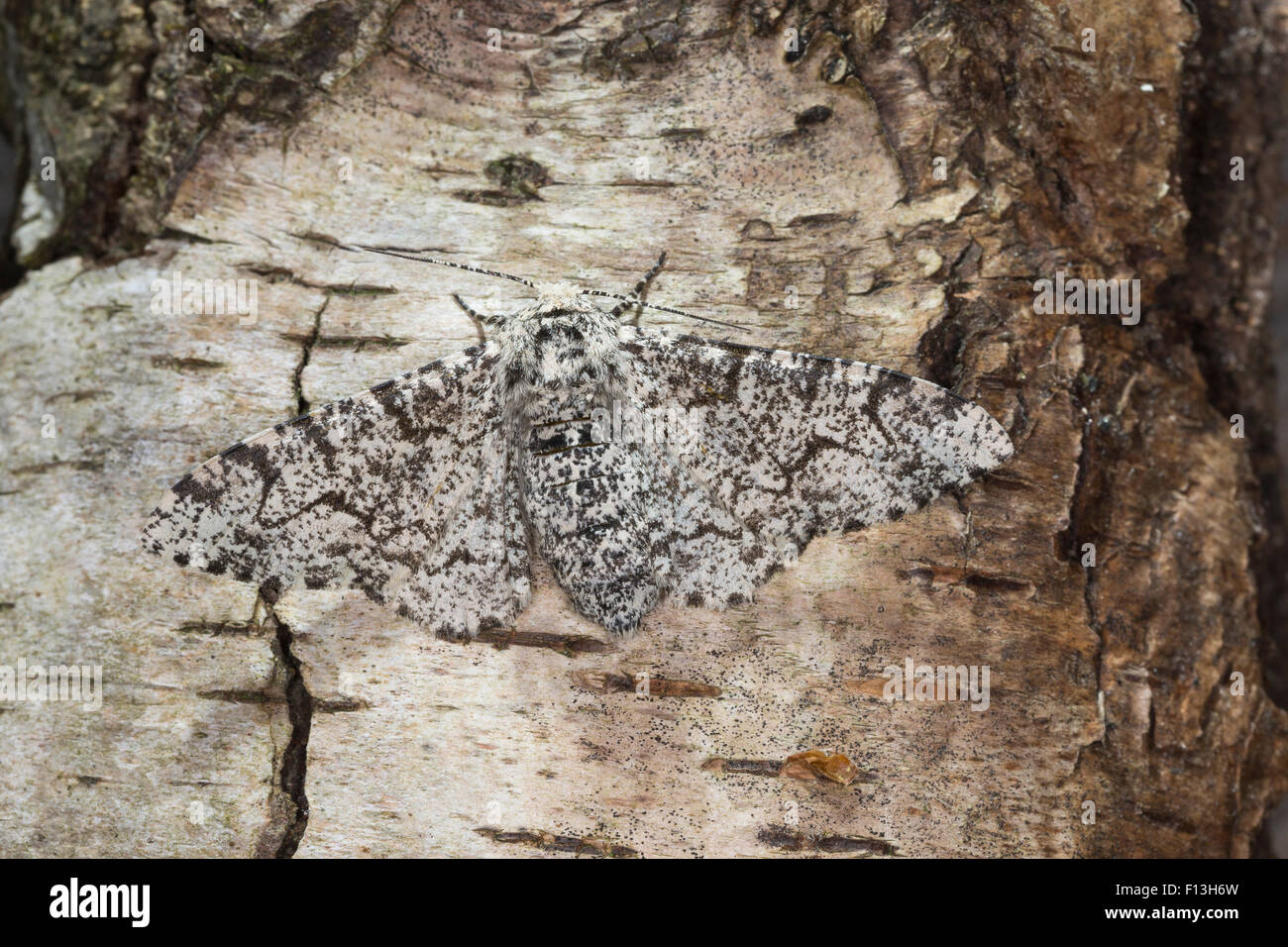 Peppered moth, Birkenspanner, Birken-Spanner, Biston betularia, Biston ...
