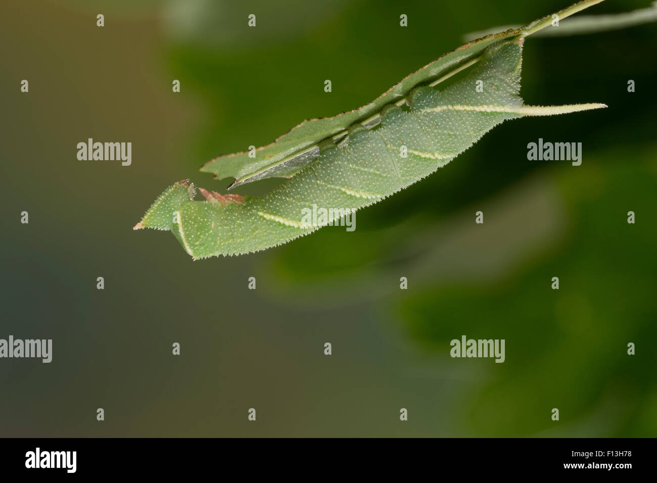 Oak Hawk-moth, Oak Hawkmoth, caterpillar, Eichenschwärmer, Raupe ...