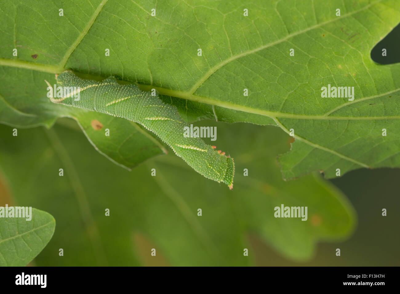 Oak Hawk-moth, Oak Hawkmoth, caterpillar, Eichenschwärmer, Raupe ...