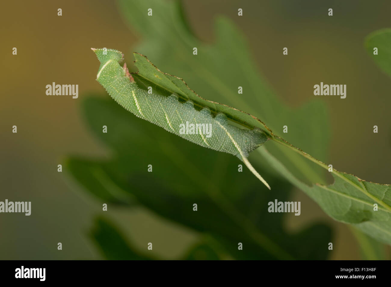 Oak hawk moth marumba quercus hi-res stock photography and images - Alamy