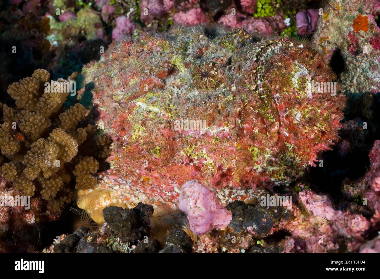Stonefish on reef hi-res stock photography and images - Alamy