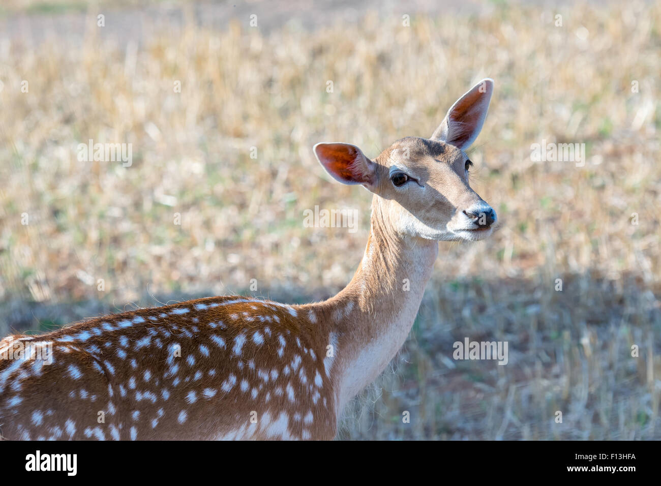 Beautiful deer portrait Stock Photo - Alamy