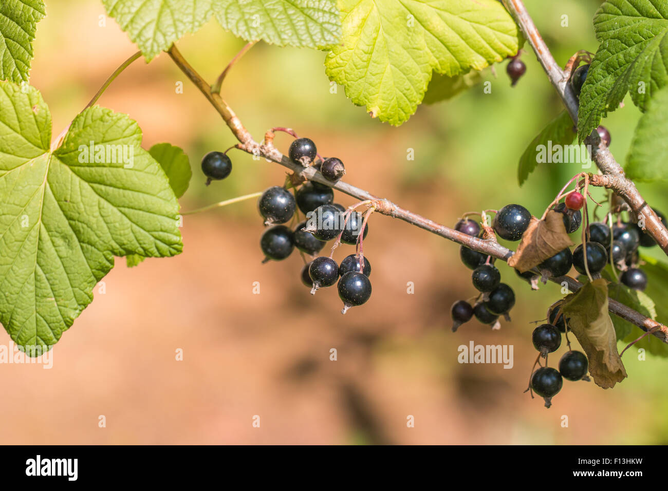 black currant, ripe berries on a branch Stock Photo - Alamy
