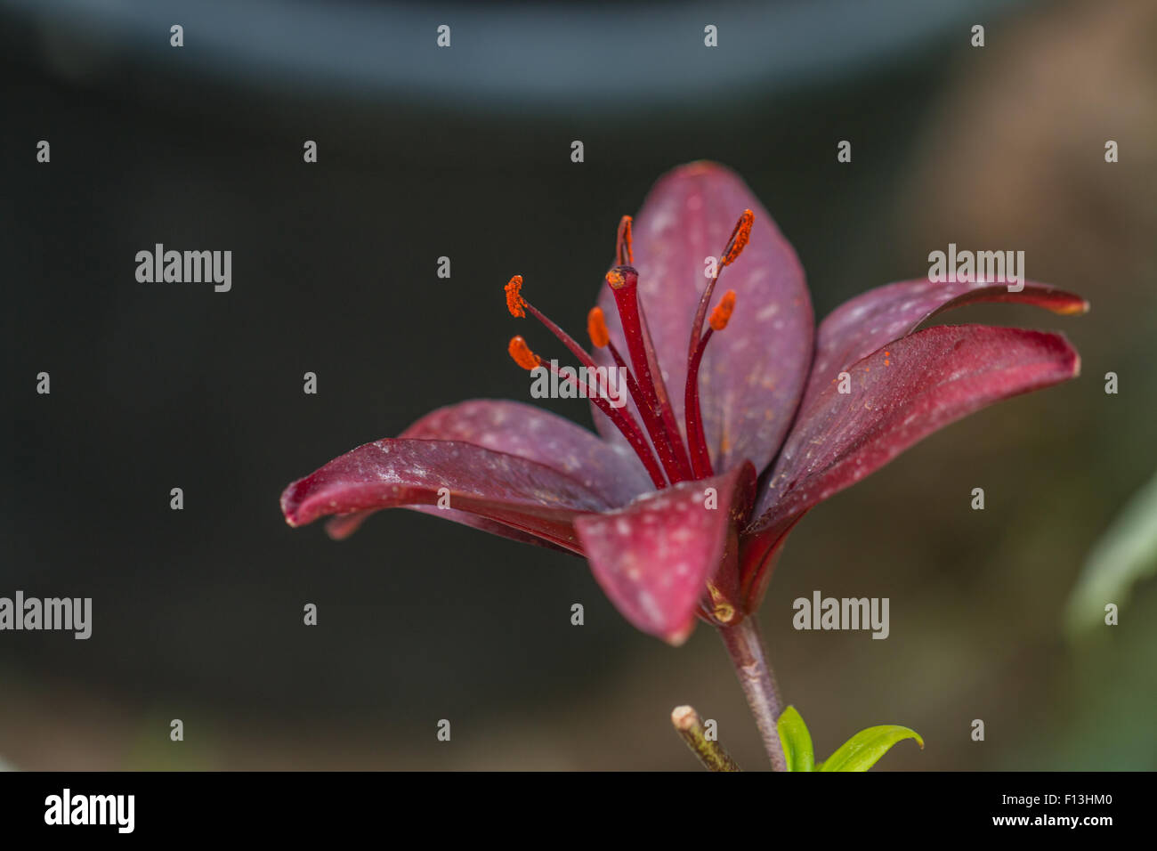 Landini Lily in the garden on dark background Stock Photo - Alamy