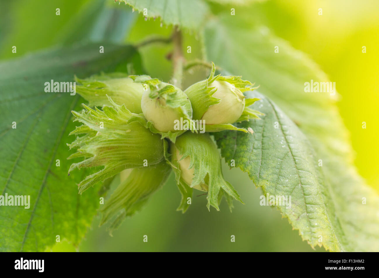 green unripe hazelnuts on the tree close pu Stock Photo - Alamy