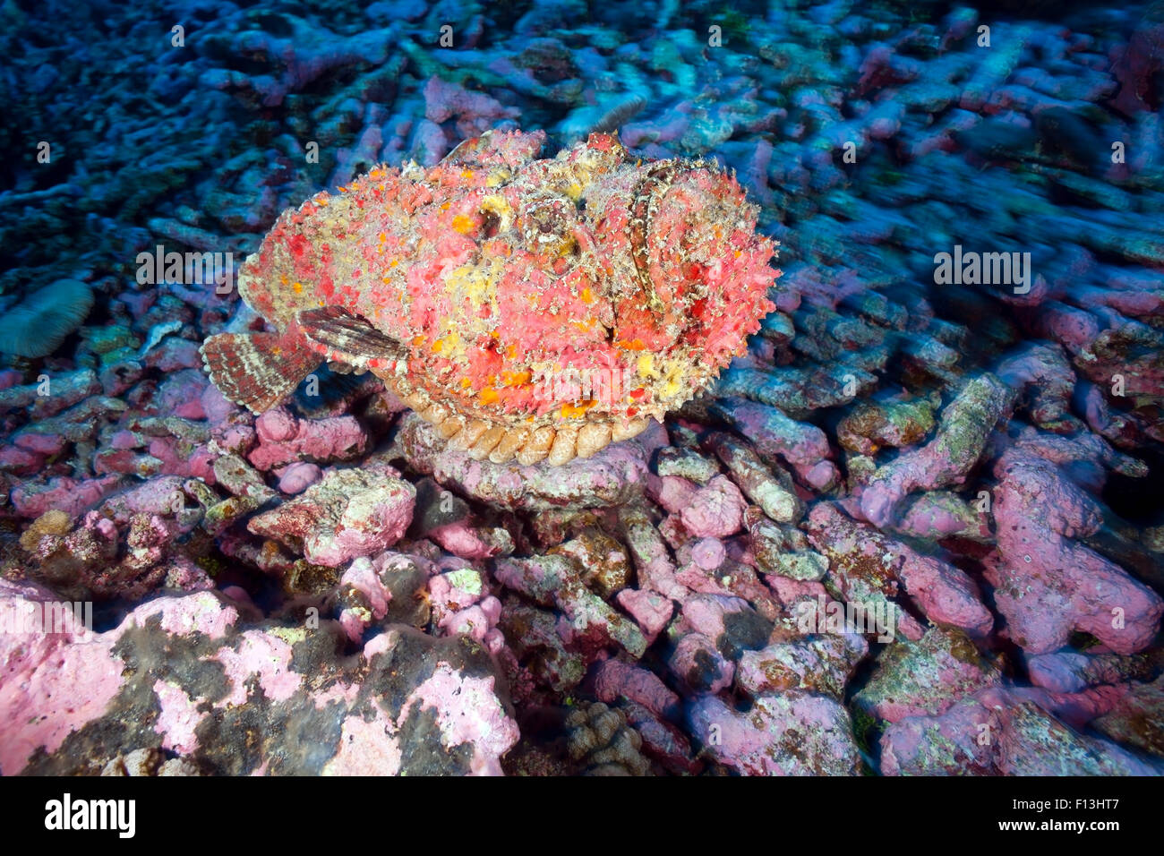 BIG STONEFISH SWIMMING FAST IN CORAL REEF CLEAR WATER Stock Photo - Alamy