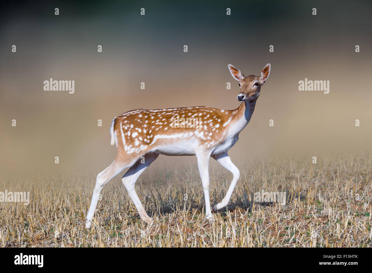 Deer portrait hi-res stock photography and images - Alamy