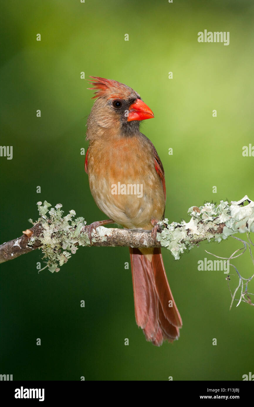 Northern cardinal (Cardinalis cardinalis) female. North Florida, USA ...