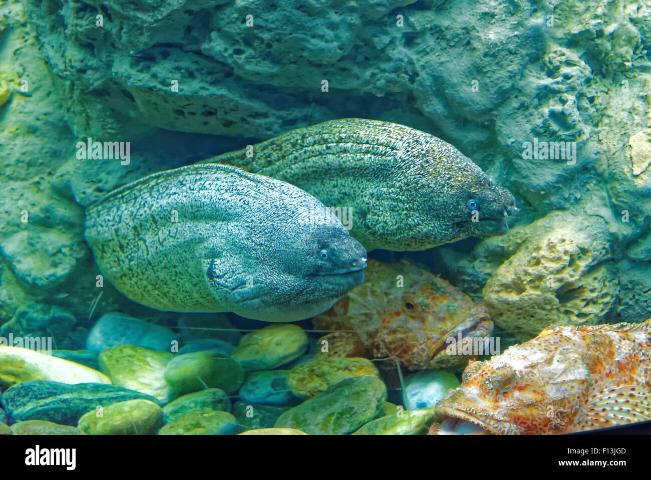 Murena (Muraena helena) and largescaled scorpionfish (Scorpaena scrofa ...