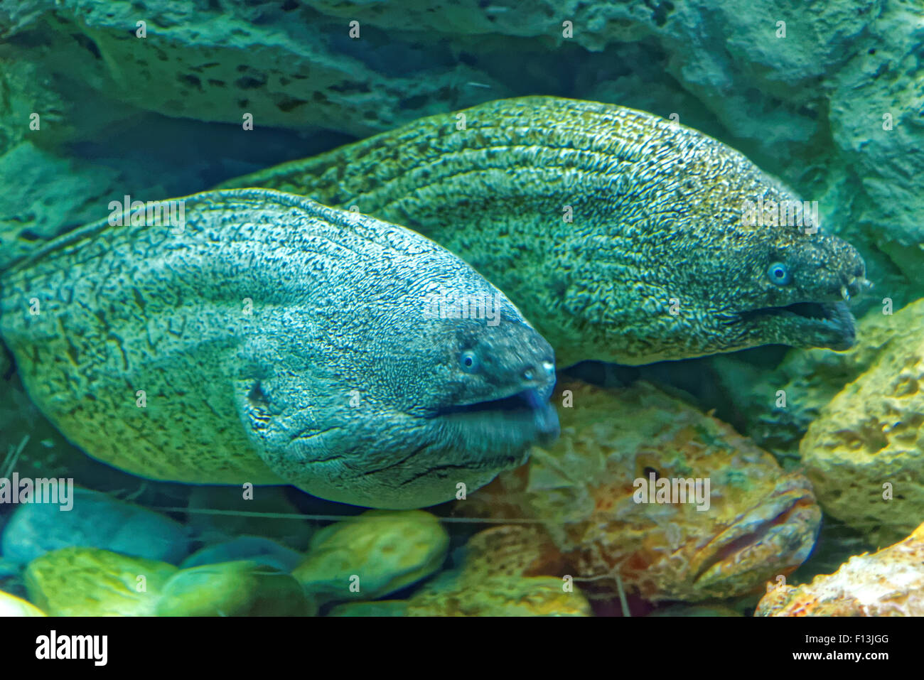 Murena (Muraena helena) and largescaled scorpionfish (Scorpaena scrofa ...