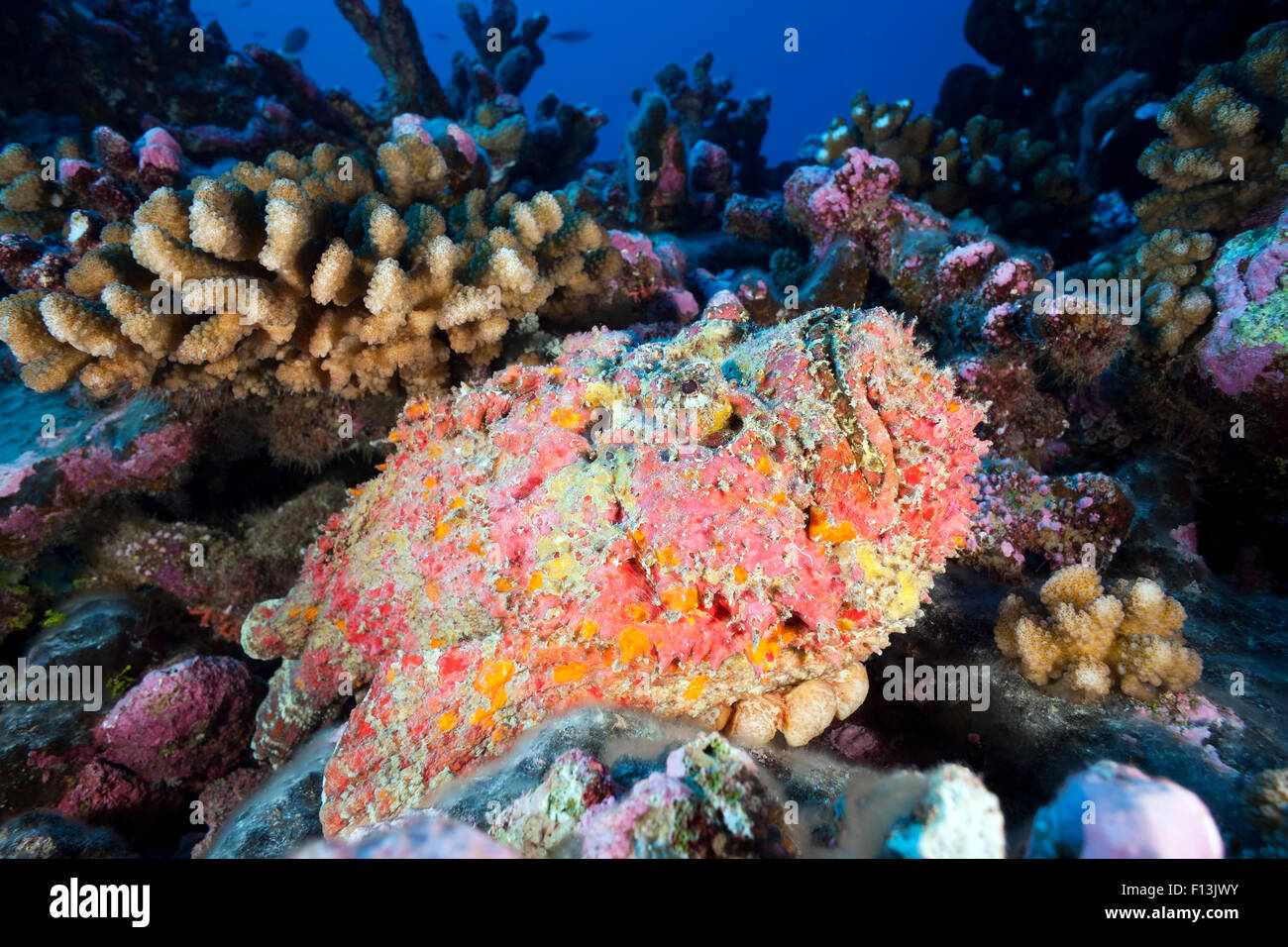 BIG STONEFISH WAITING QUIET IN CORAL REEF CLEAR BLUE WATER Stock Photo ...