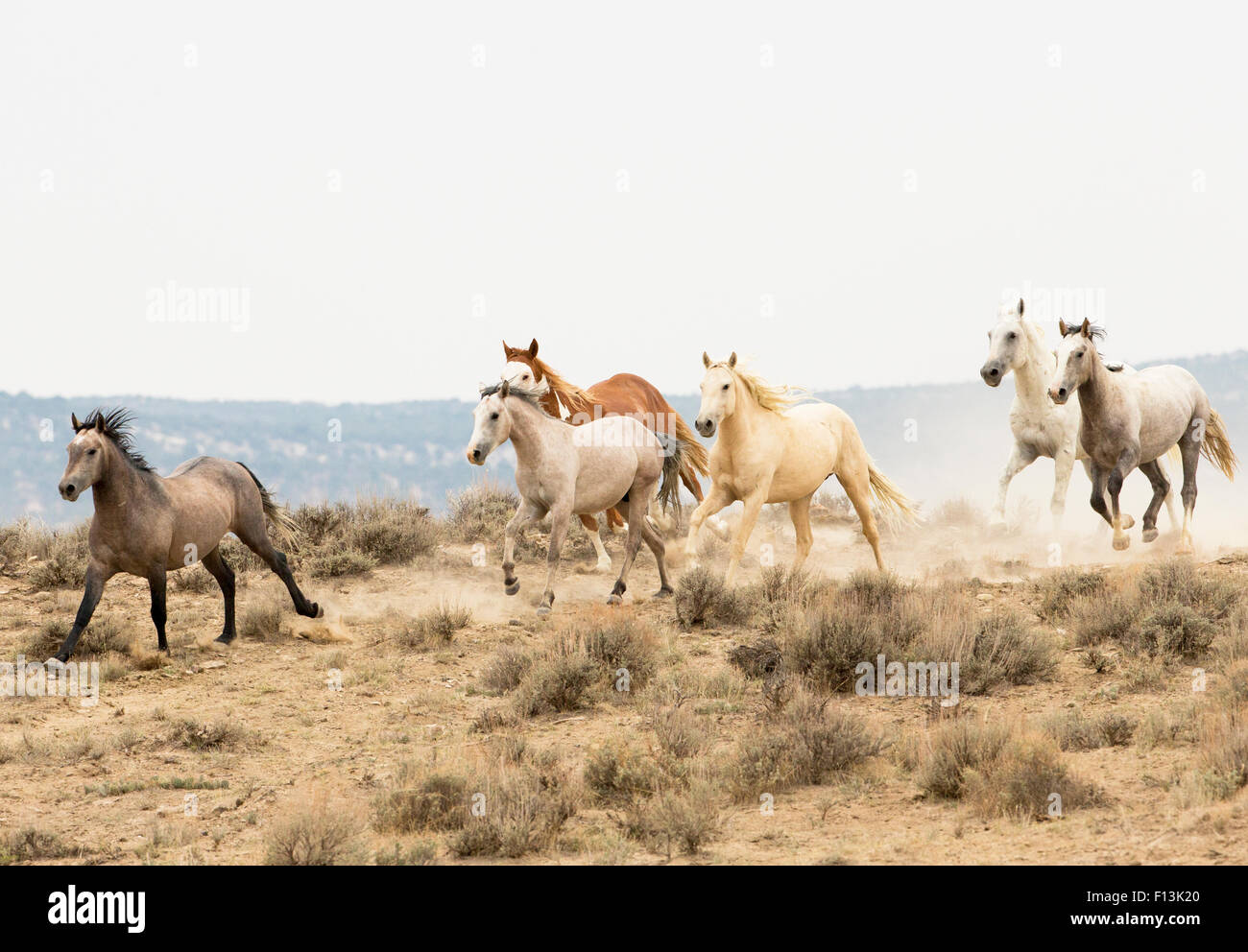 Wild Mustang horses running, Sand Wash Basin Herd Area, Colorado, USA ...
