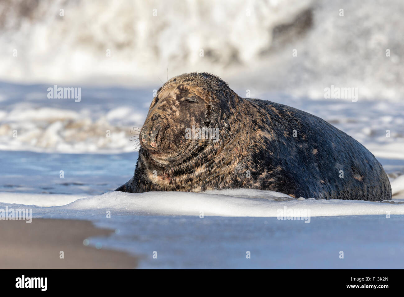 Atlantic Grey Seal adult male Stock Photo - Alamy