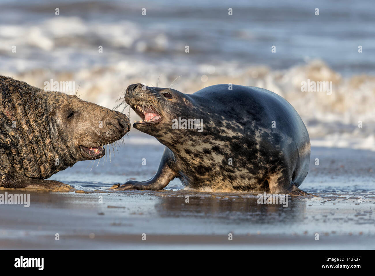 Atlantic Grey Seal female aggression Stock Photo - Alamy