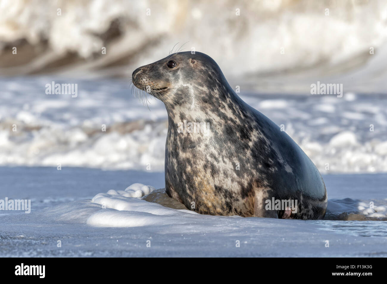 Grey seal female hi-res stock photography and images - Alamy