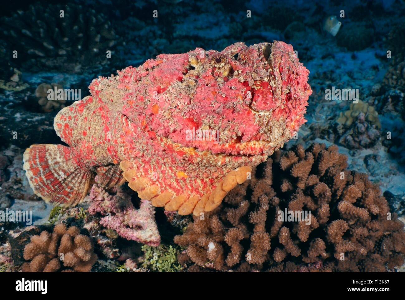 Reef stonefish hi-res stock photography and images - Alamy