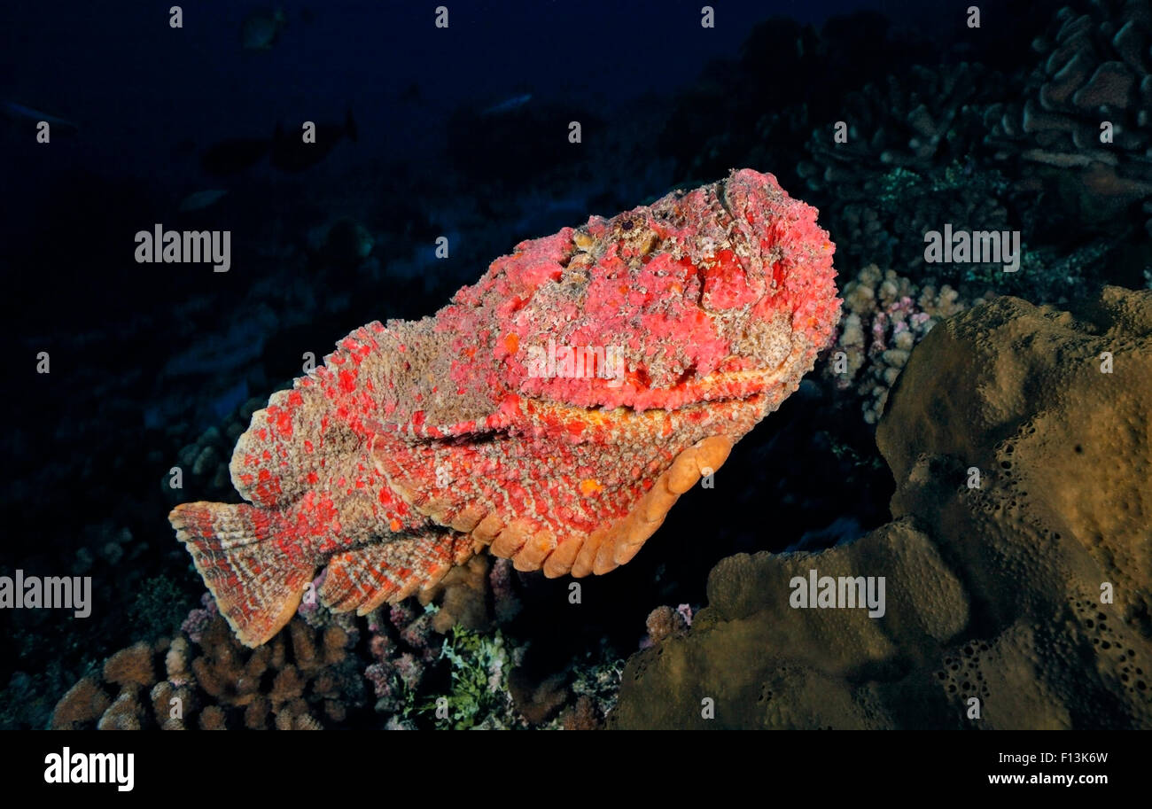 Fast swimming fish hi-res stock photography and images - Alamy