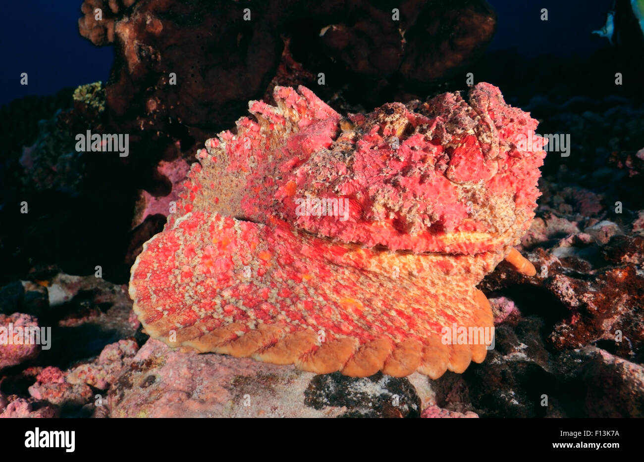 BIG STONEFISH WAITING QUIET IN CORAL REEF Stock Photo - Alamy