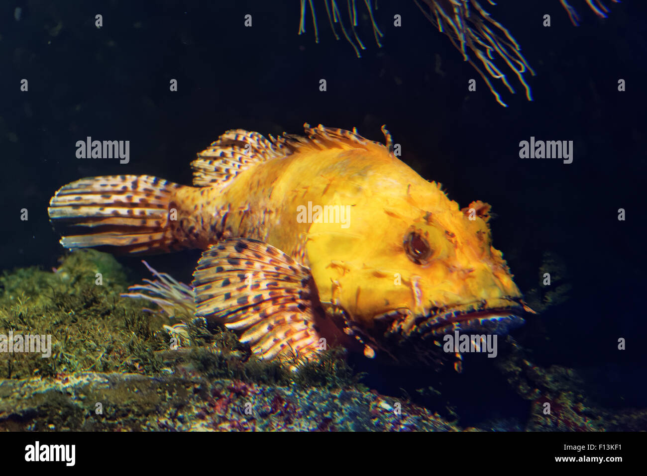 Scorpaena scrofa, common name the red scorpionfish, Bigscale ...